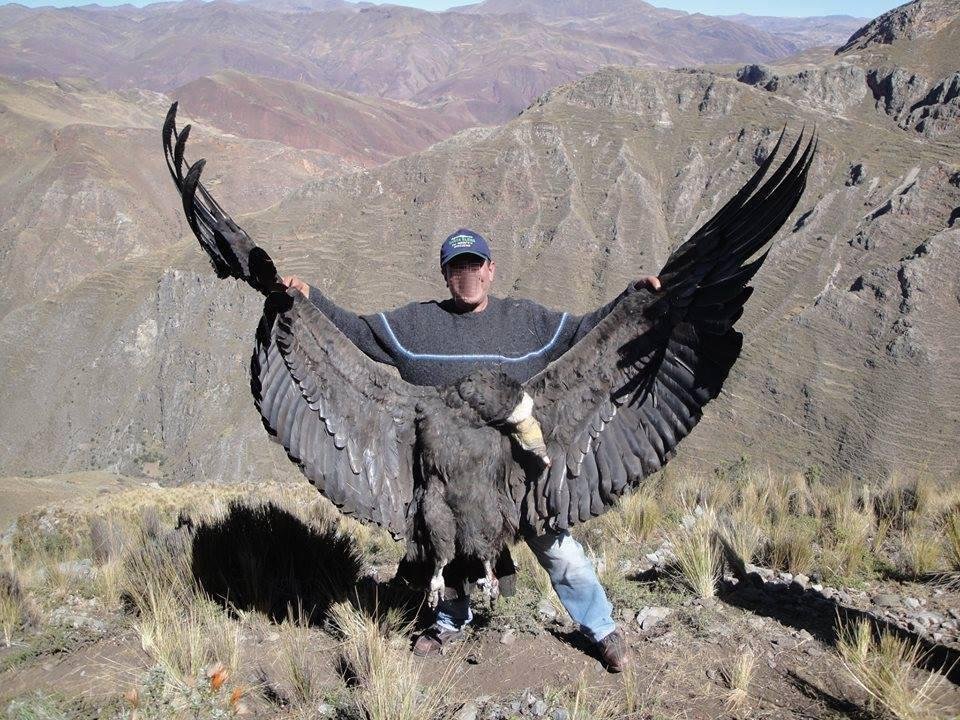 El condor || en peligro de extincion