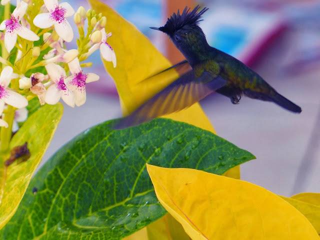 La Faune en Martinique - DAME SKARLETTE