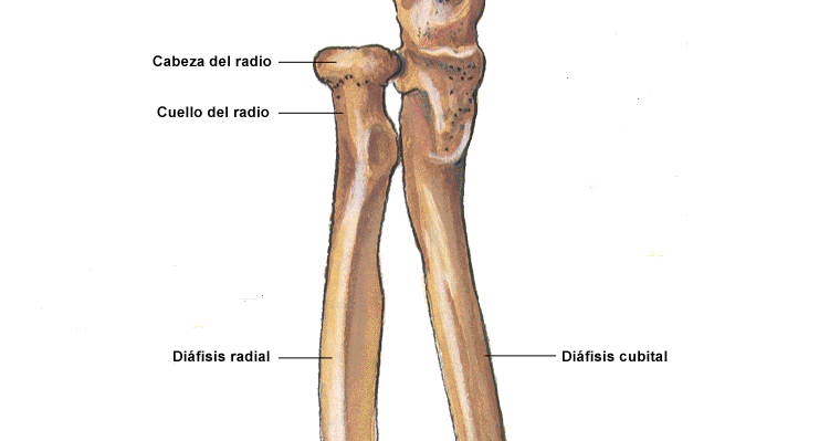 Esculapio Hijo del Sol: Radio y Cúbito