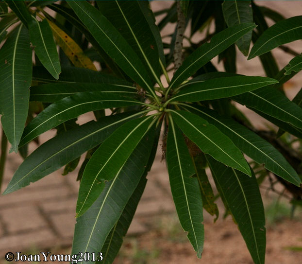 Natures World of Wonder: Matumi (Breonadia salicina)