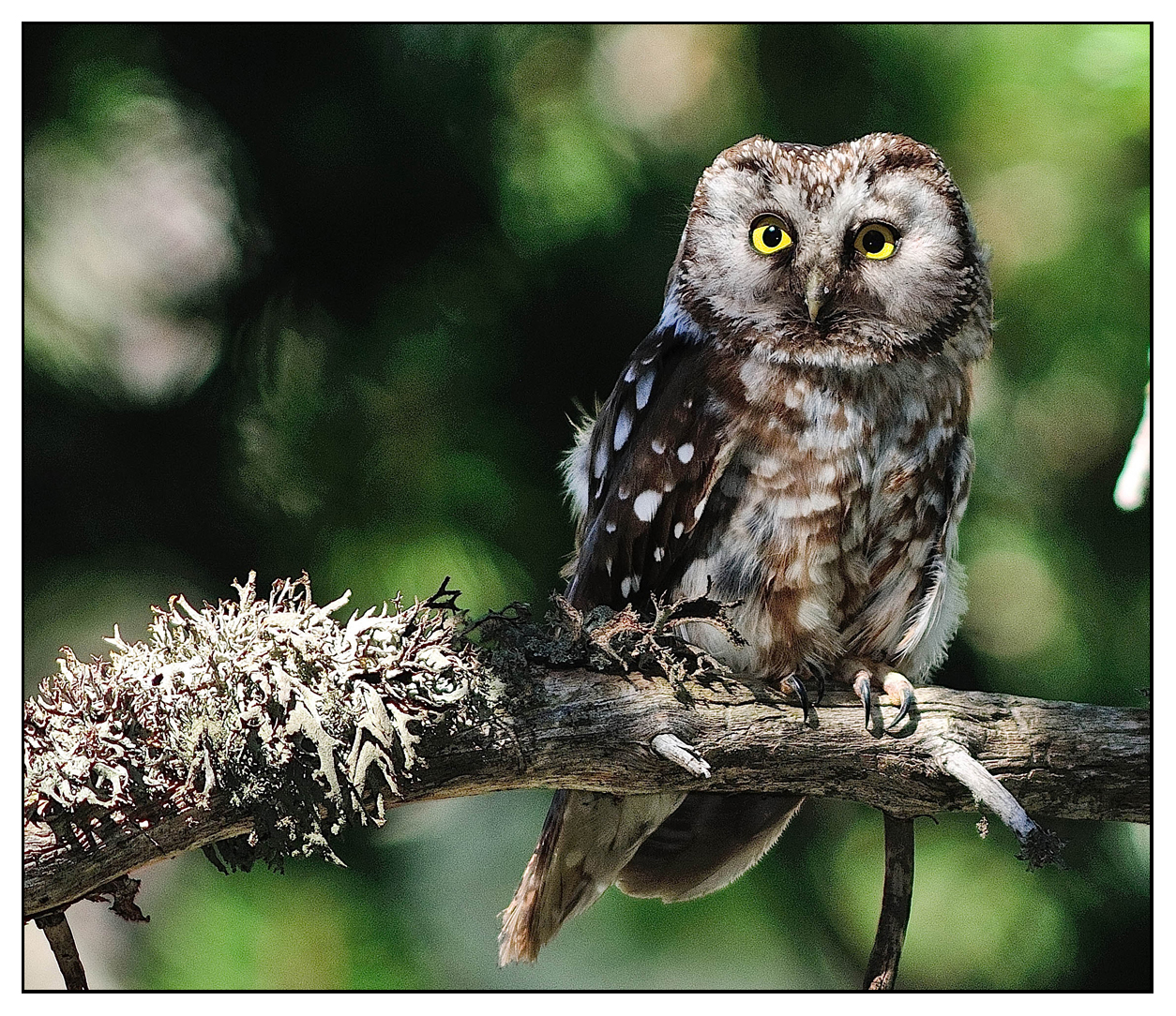 La naturaleza que nos rodea: Aegolius funereus