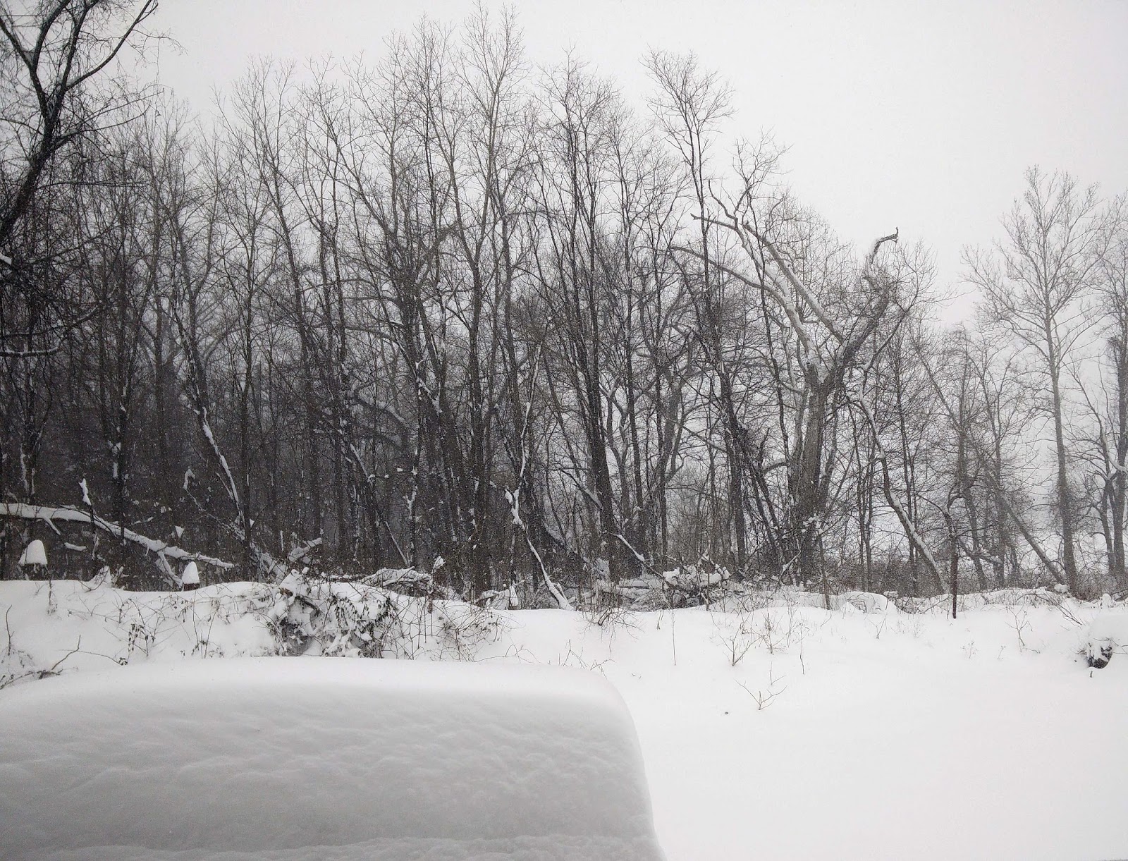 A Nomadic American Odyssey : Photos-of-the-Week #247 Blizzard 2016 ...