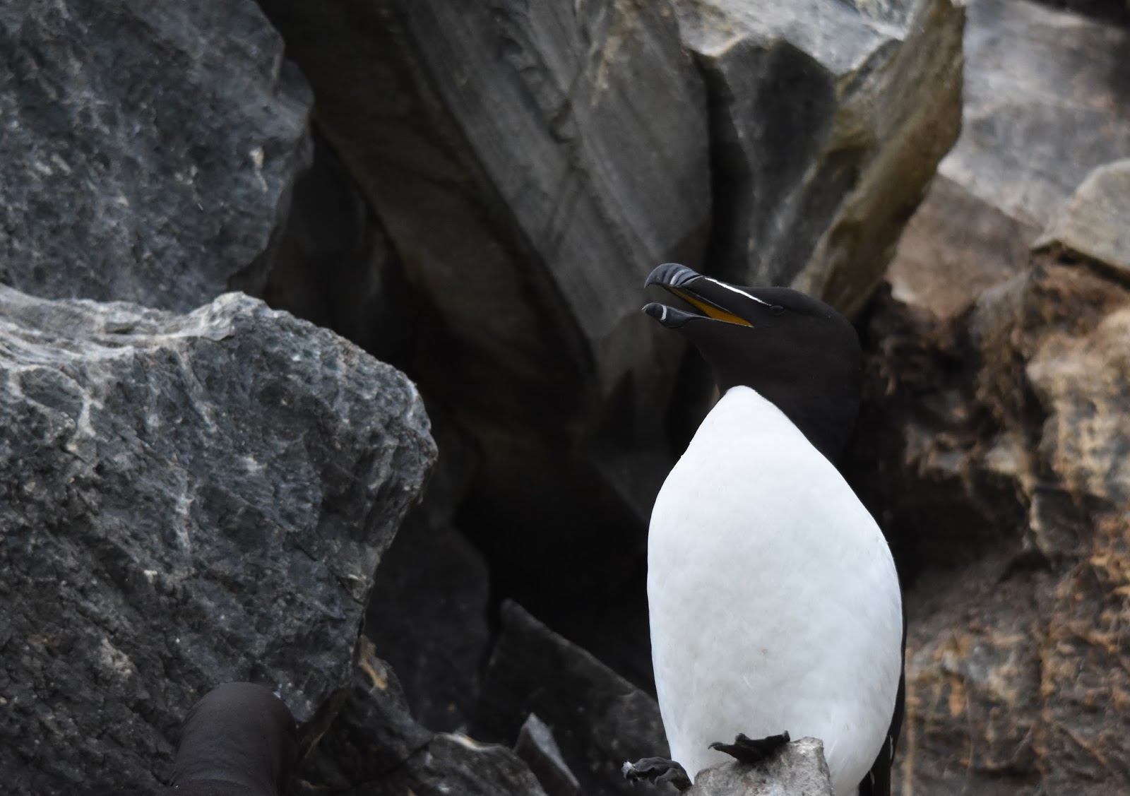 Villen luontohavainnot: Retki Varanginvuonolle (Oppi fjellet!)