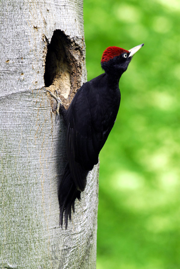 Woodpeckers Of Europe: Gallery: Black Woodpecker male