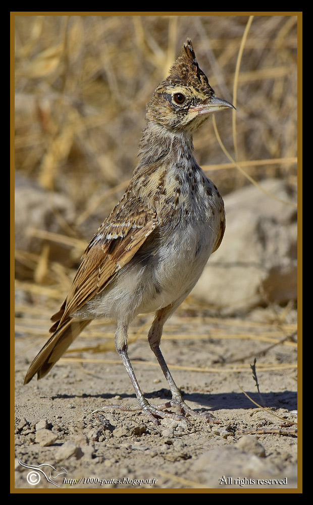 Crested lark | Focusing on Wildlife