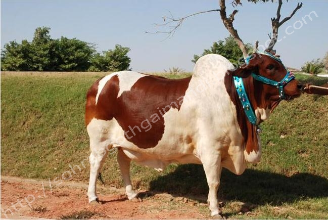 Sohrab Goth Gai Mandi Photos Gallery: Shah Cattle Farm 2008