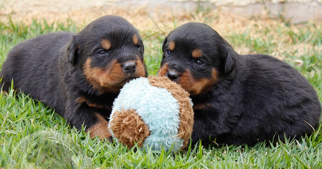 Canil von Costa - Canil da raça Rottweiler - (11) 998619994