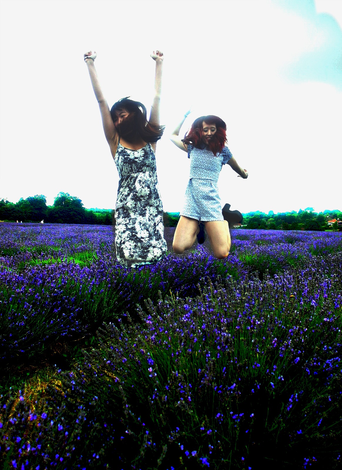 Mayfield Lavender Farm, Croydon | Lynette