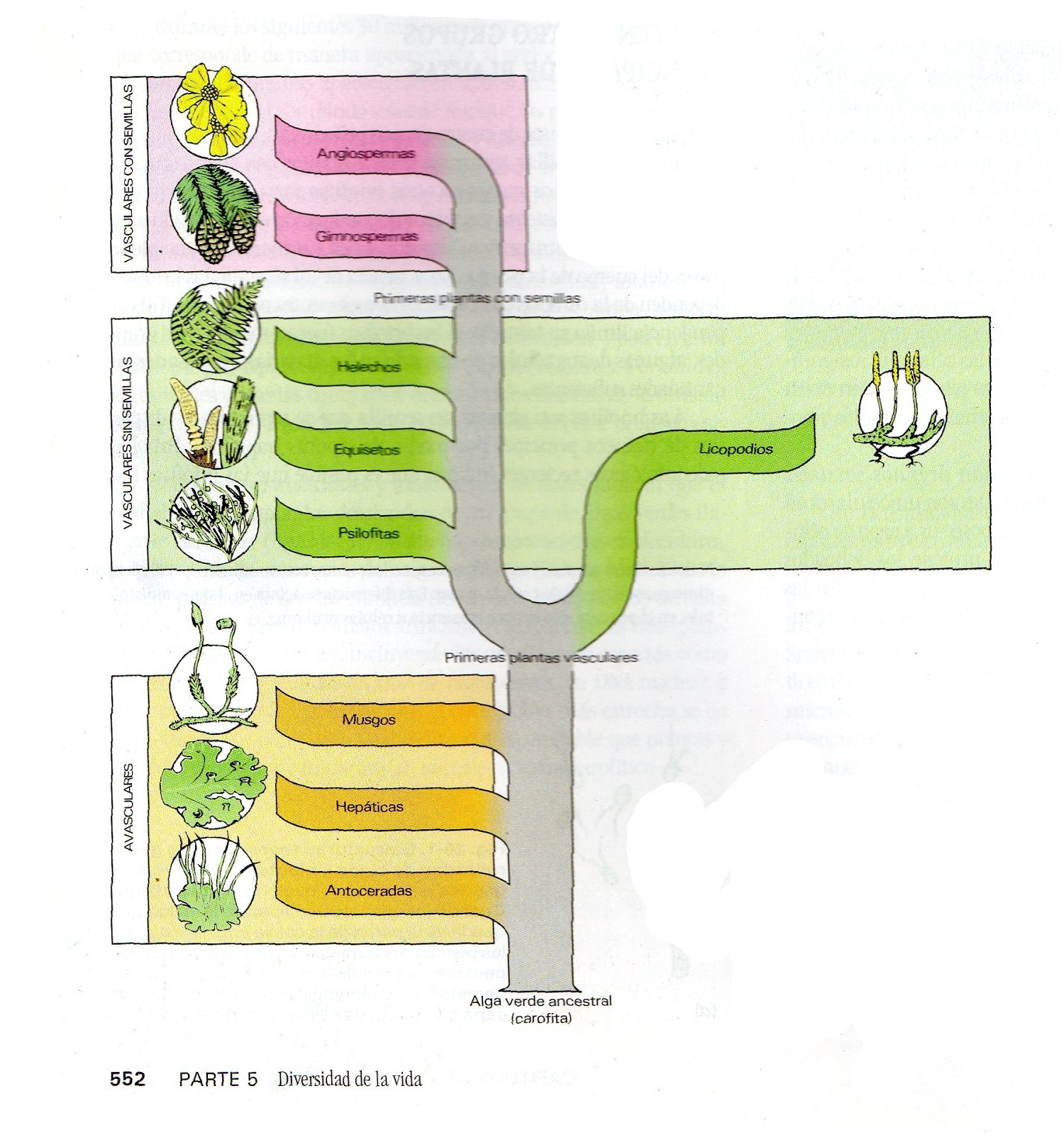Acrosoma. Buscador médico
