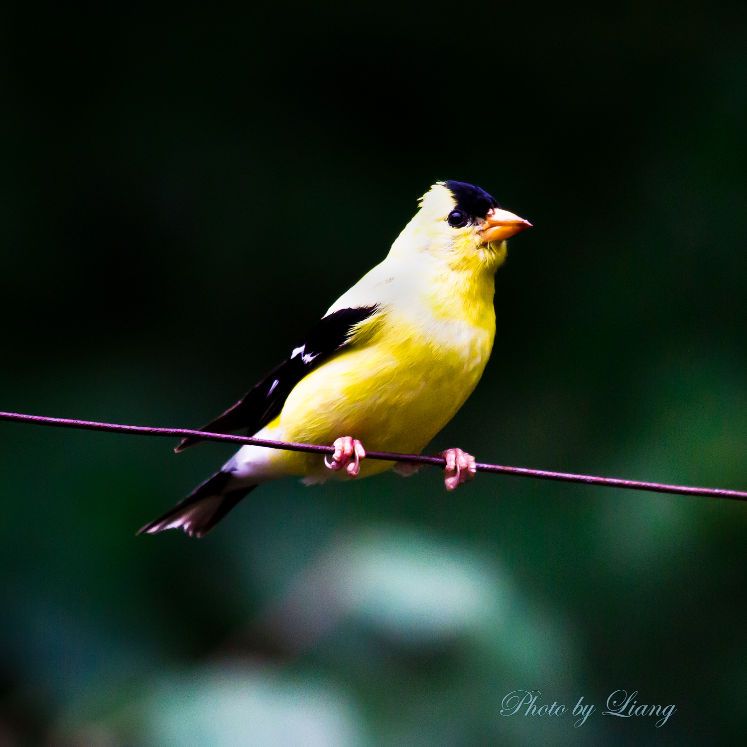 See What I See: Backyard birds August