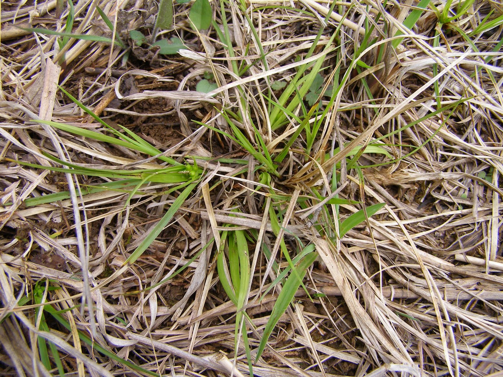 Ohio Flora: Juniper Sedge - Carex juniperorum