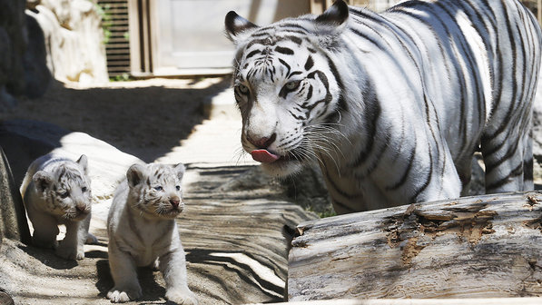 Filhotes de tigres brancos, uma variação do tigre-de-bengala, são ...