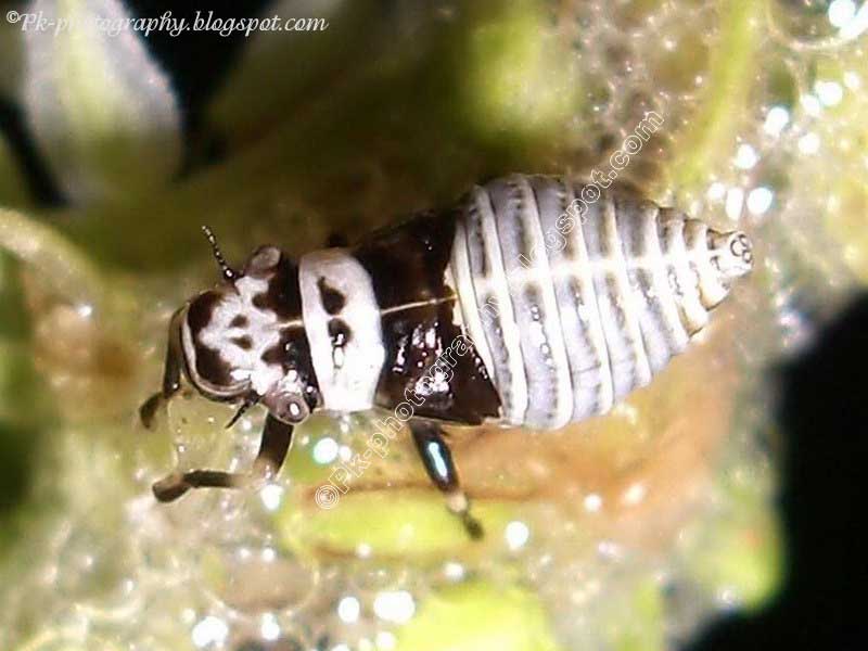 Spittle Bug | Nature, Cultural, and Travel Photography Blog