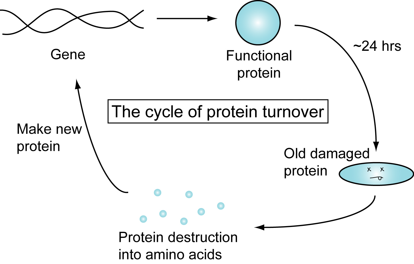 cellways: February 2012