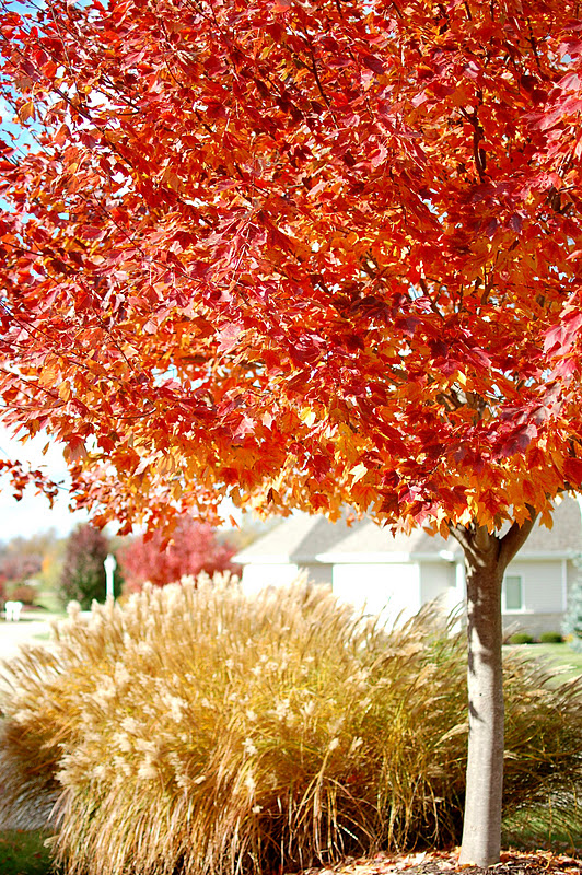 33 Shades of Green: Fall in Photos