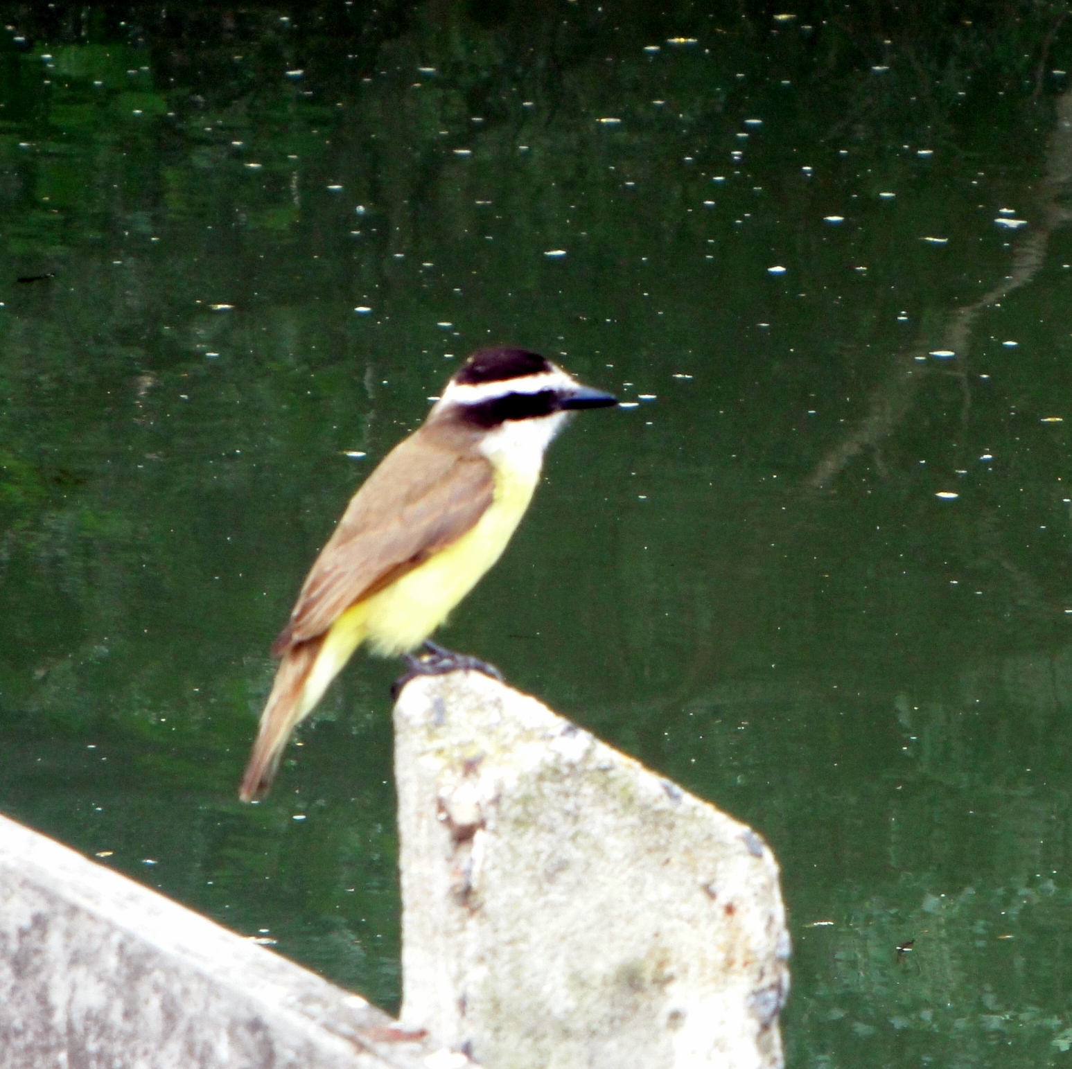 MELIORA LATENT: Bicho-feo