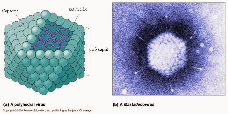 Bài 29+30: Cấu trúc các loại virut, sự nhân lên của virut trong tế bào ...