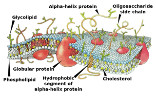 CANLILAR DÜNYASI (Biyoloji 9.Sınıf): HÜCRENİN TEMEL BÖLÜMLERİ ve GÖREVLERİ