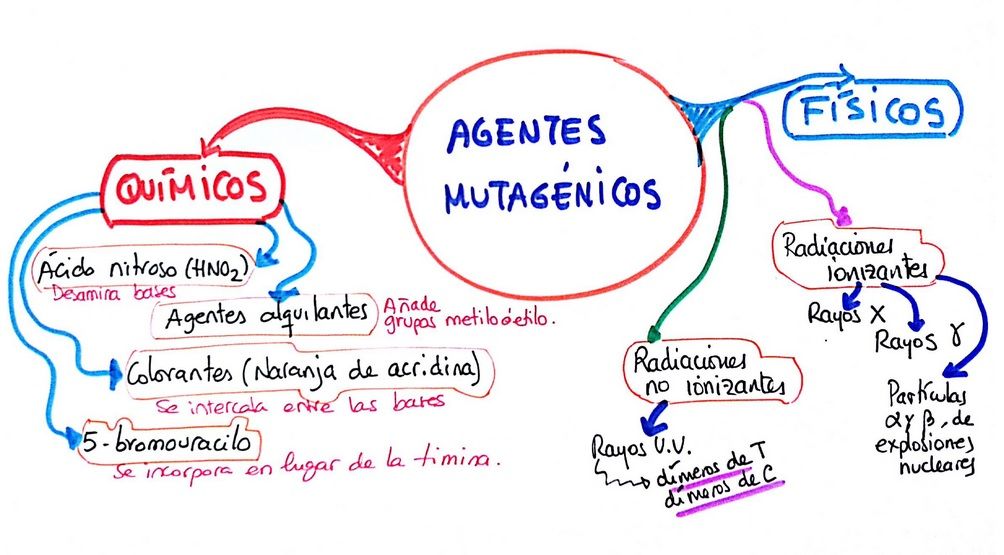 BIOLOGÍA 2º BACHILLERATO: AGENTES MUTAGÉNICOS