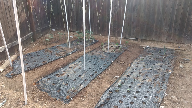 2017 Garden Expansion Overview -- Plants and Strategy | Greens and Machines