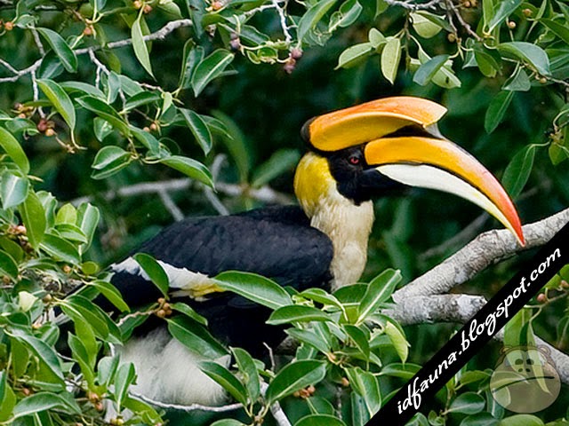 Rangkong Papan, Fauna Khas Sumatra | ID Fauna
