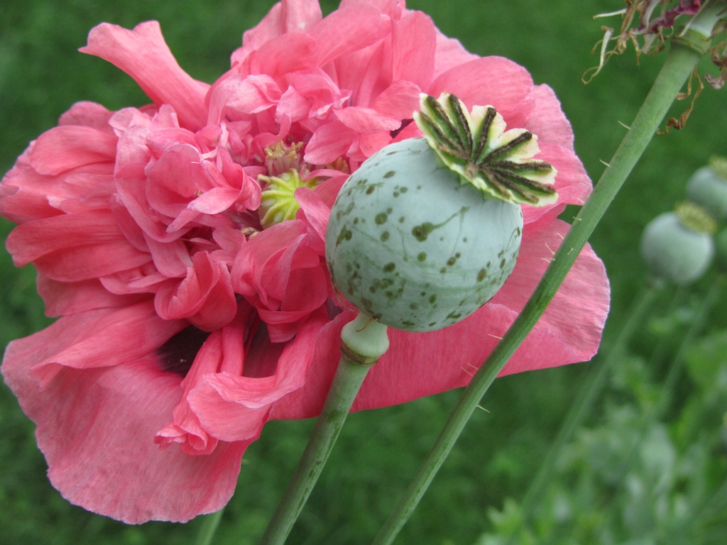 Hungarian poppy (Papaver somniferum) [640x480] : r/BotanicalPorn