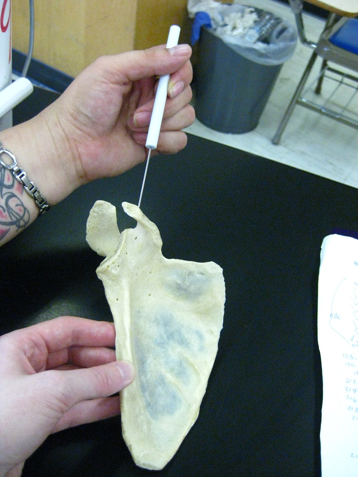 Boned: Human Skeleton - scapula