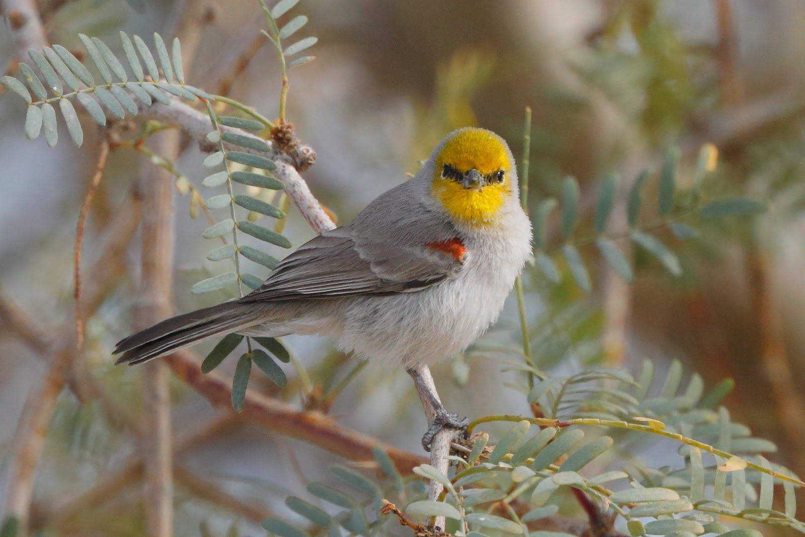 Verdin (Auripare verdin) - Travels With Birds