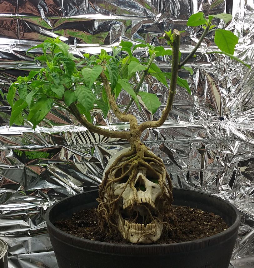Tree growing out of a skull : r/DreamInterpretation