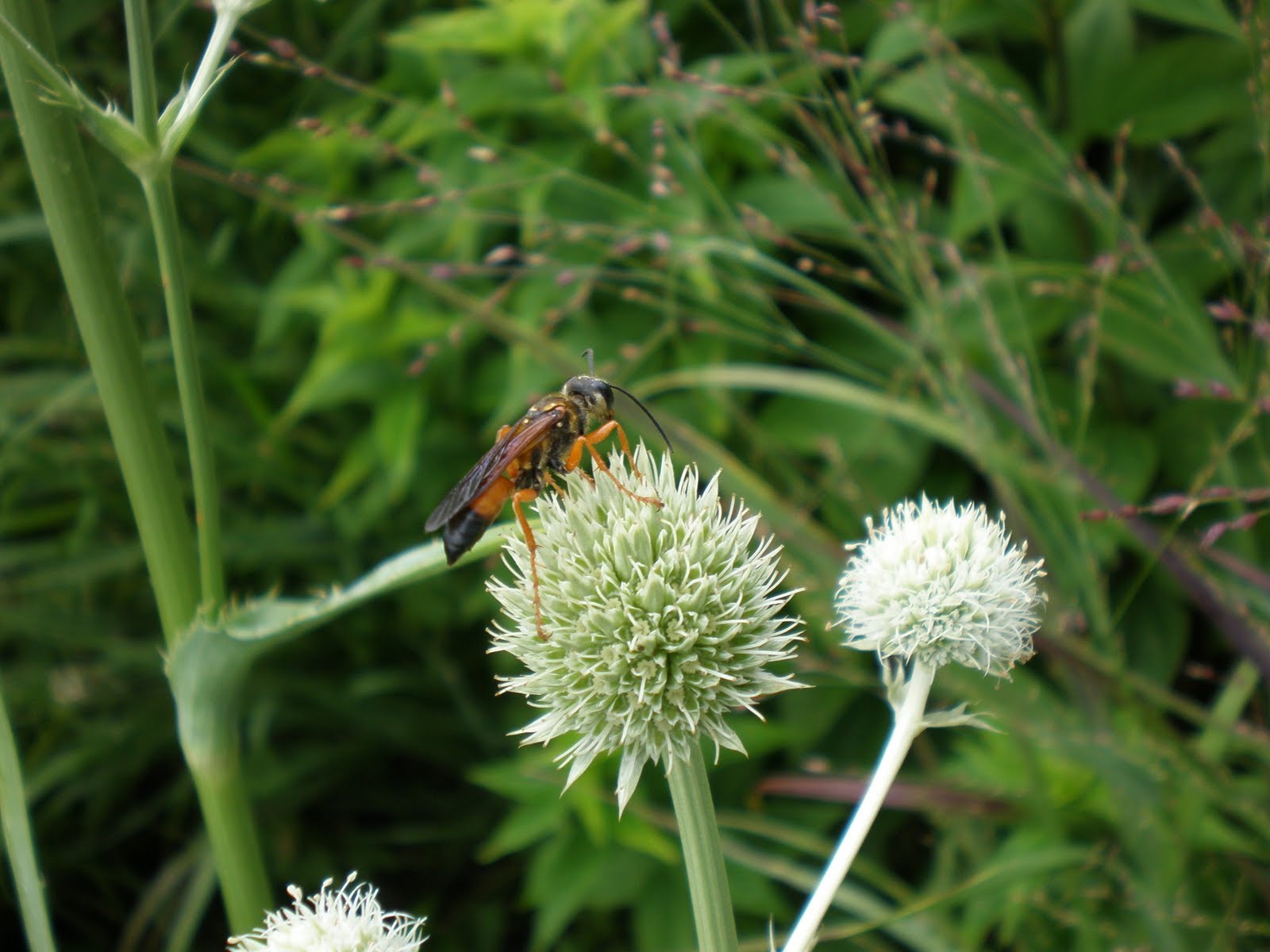 pollinators-welcome: Rattlesnake Master Pollinator Information