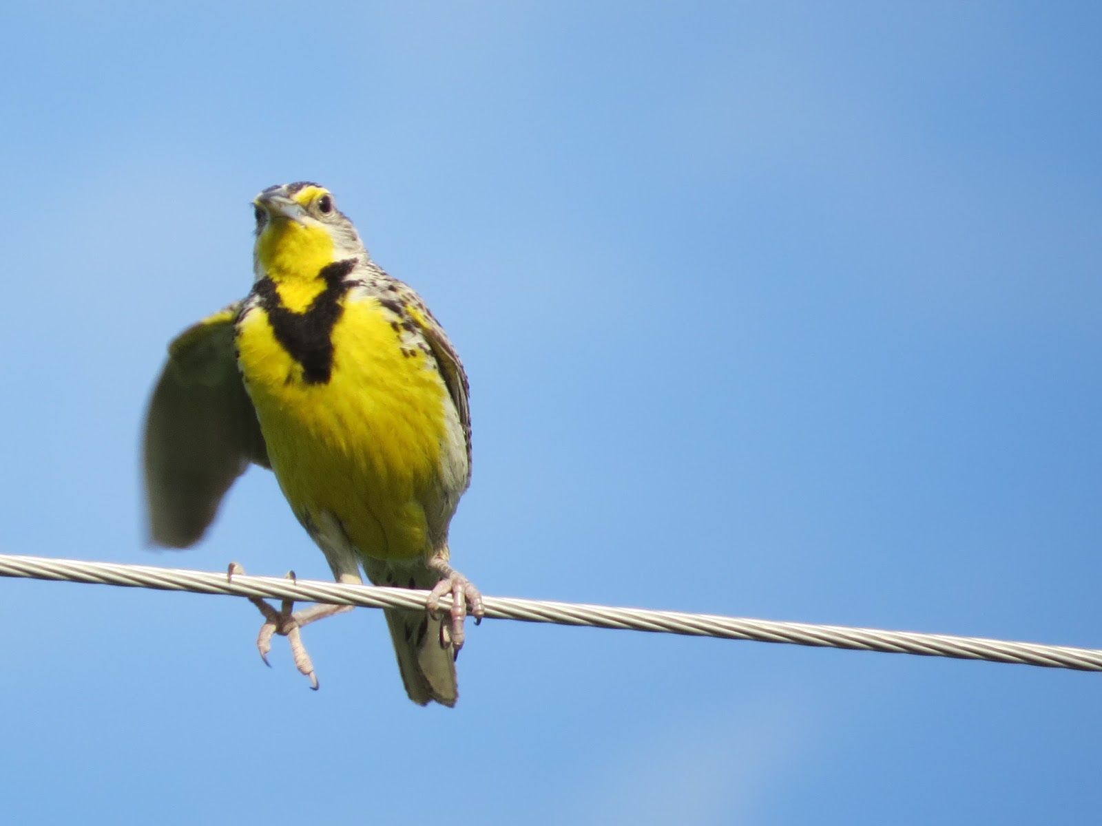 Birding Is Fun!: Birds of the Prairie - A Photo Essay