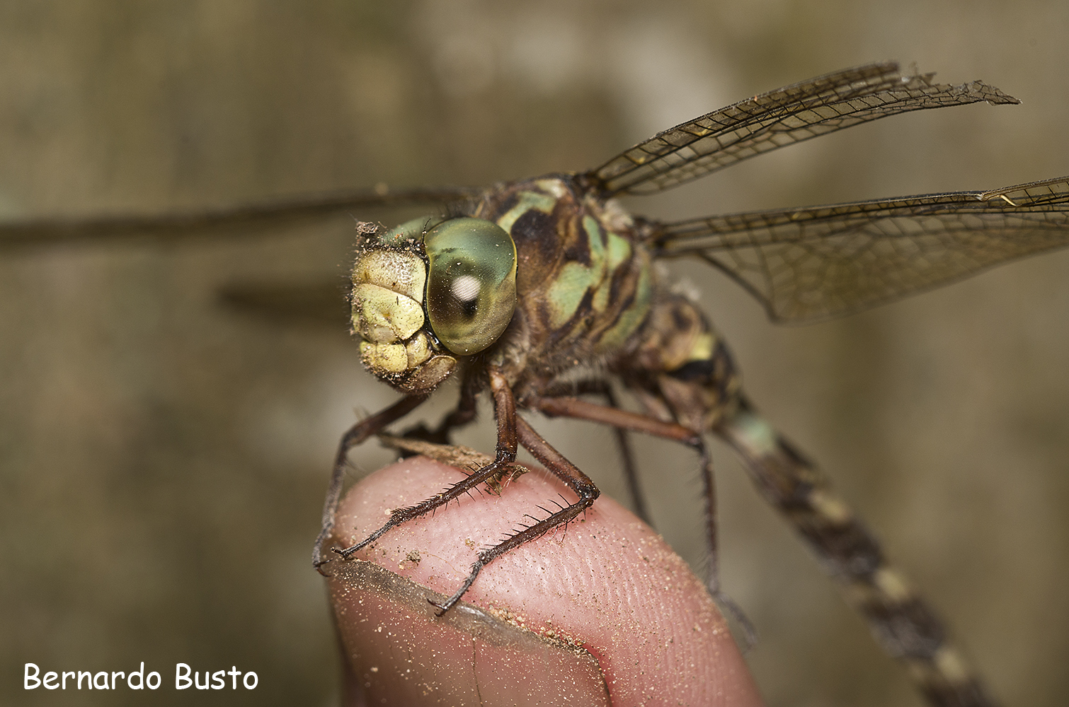 RÍA DE LA VILLA: Libélula del atardecer