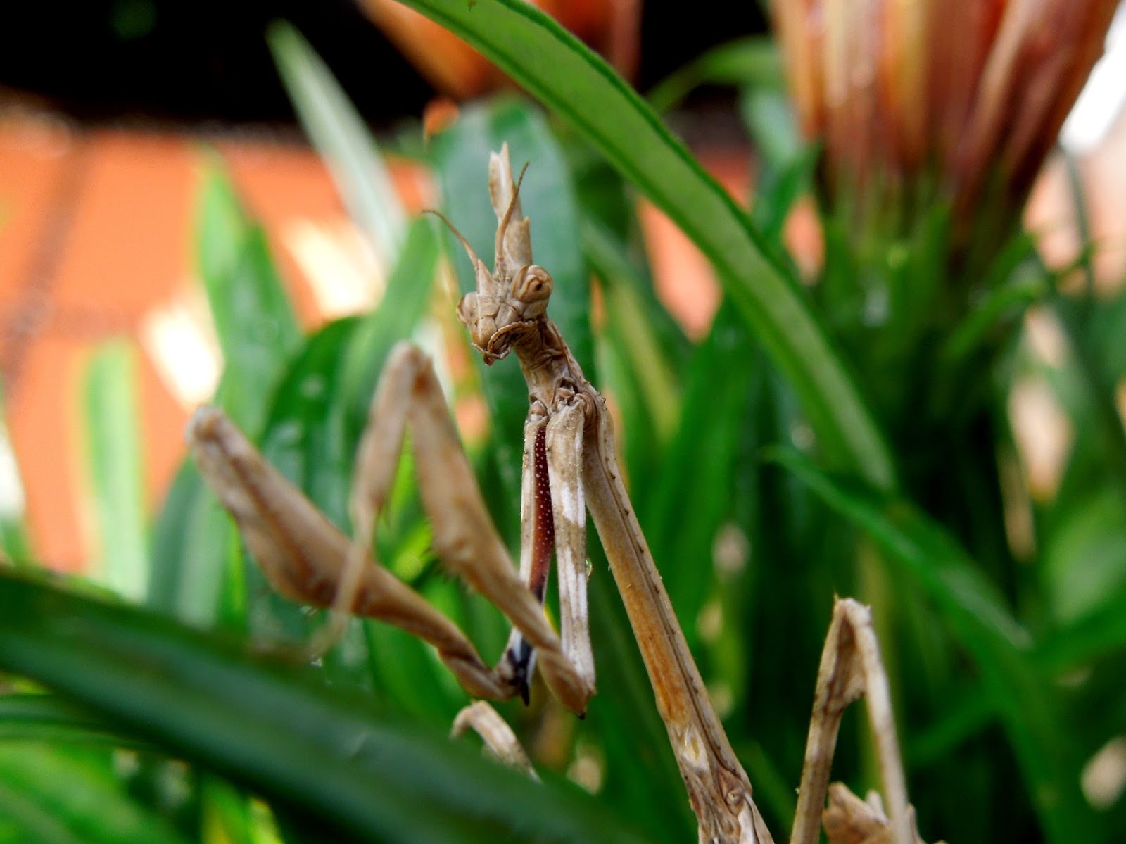 MANTIS PALO - BOTÀNIC SERRAT