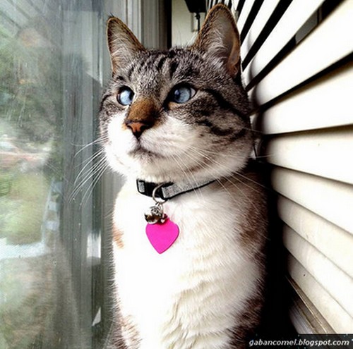 Video:Kucing Mata Juling Jadi Terkenal Mempunyai Lebih Dari 5000 ...