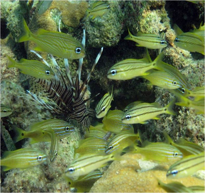 The Offshore Aquaholic: Invasive Species 101: Lionfish in Local Waters