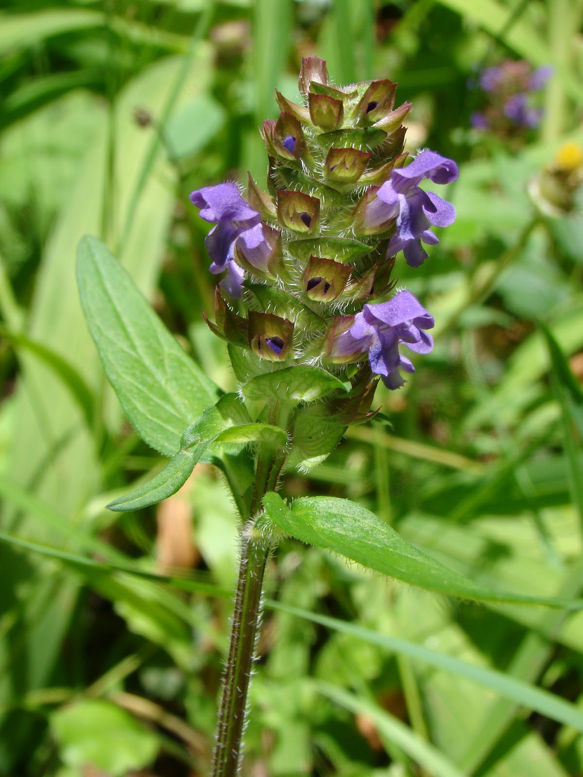 Leaves of Plants: Prunella