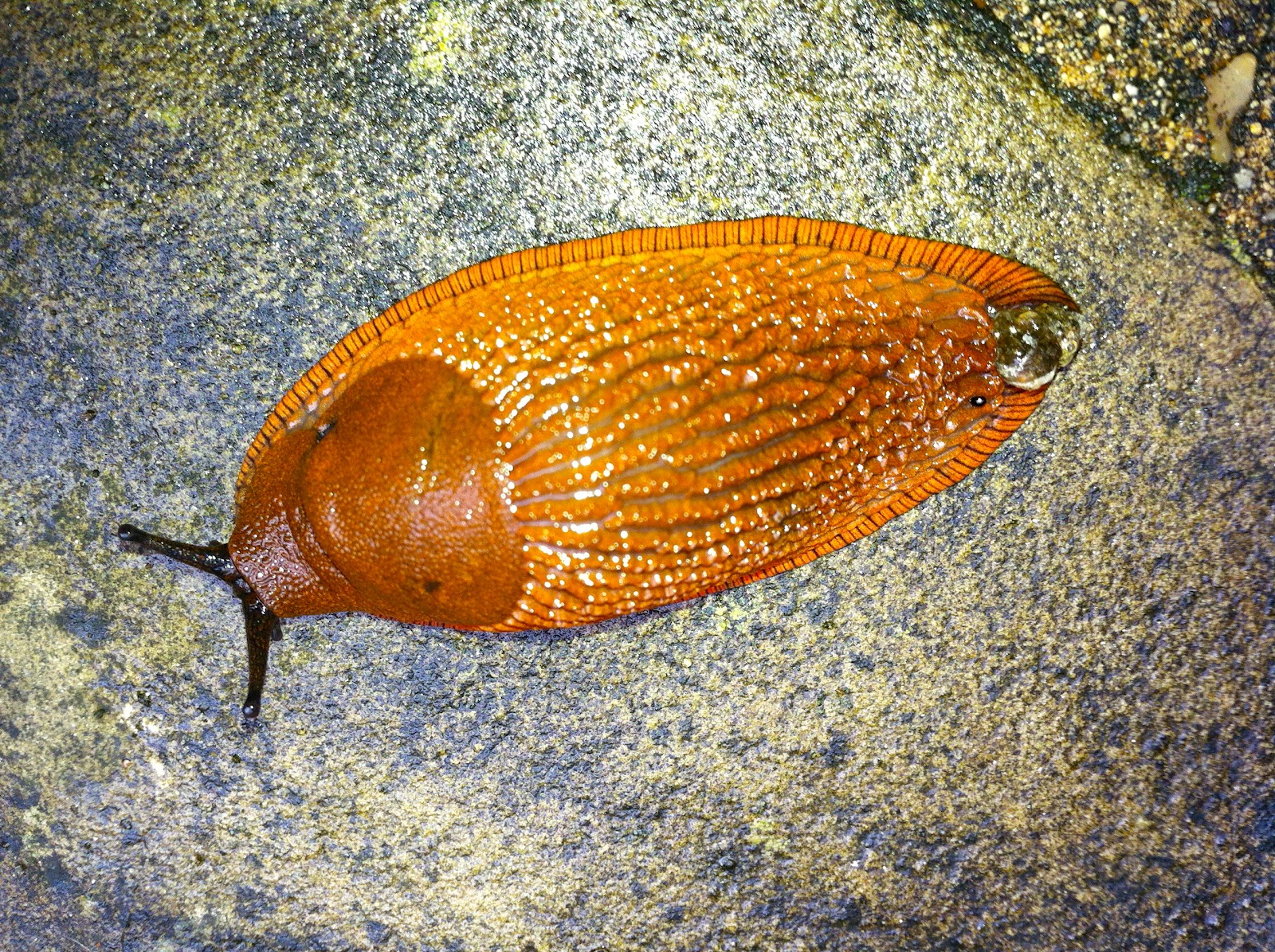 Texas to the Thames: Slugs