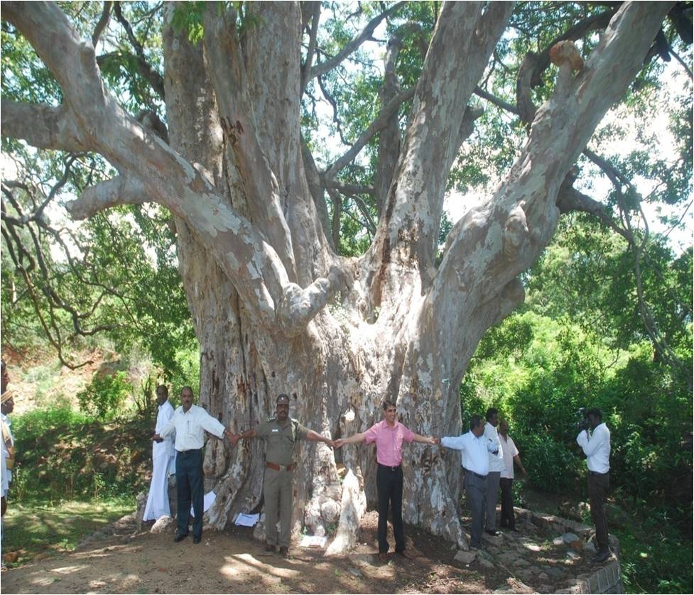 Tamilnadu Tourism 300 Years Old Banyan Tree Javadi Hills tamilnadu-tourism-300-years-old-banyan-tree-javadi-hills