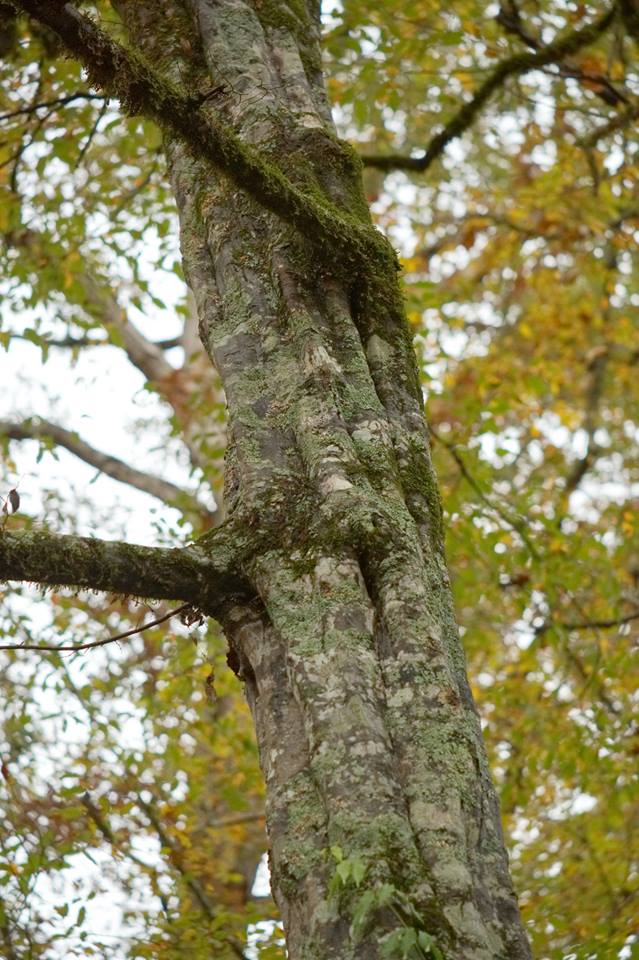 Nature Ramblers: 2018