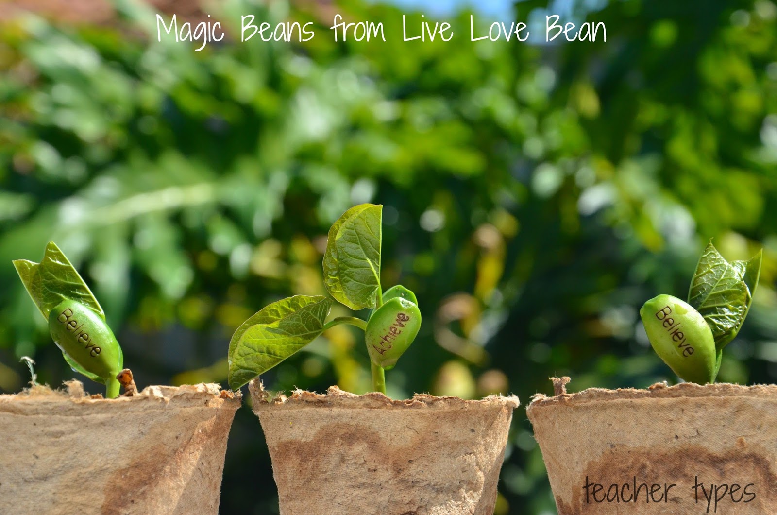 Hello Spring {Live Love Bean} - Teacher Types