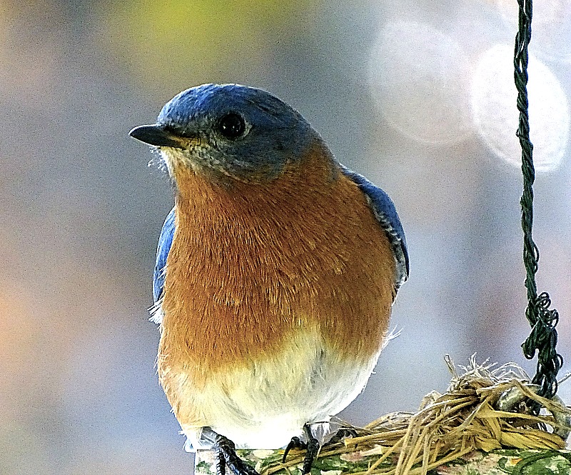 A Breath of Fresh Air: Bird Attacks - The story of Blue Boy.
