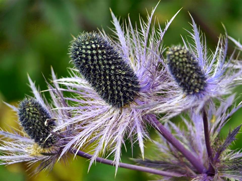 VOUCHE CONTAR: Cardo corredor