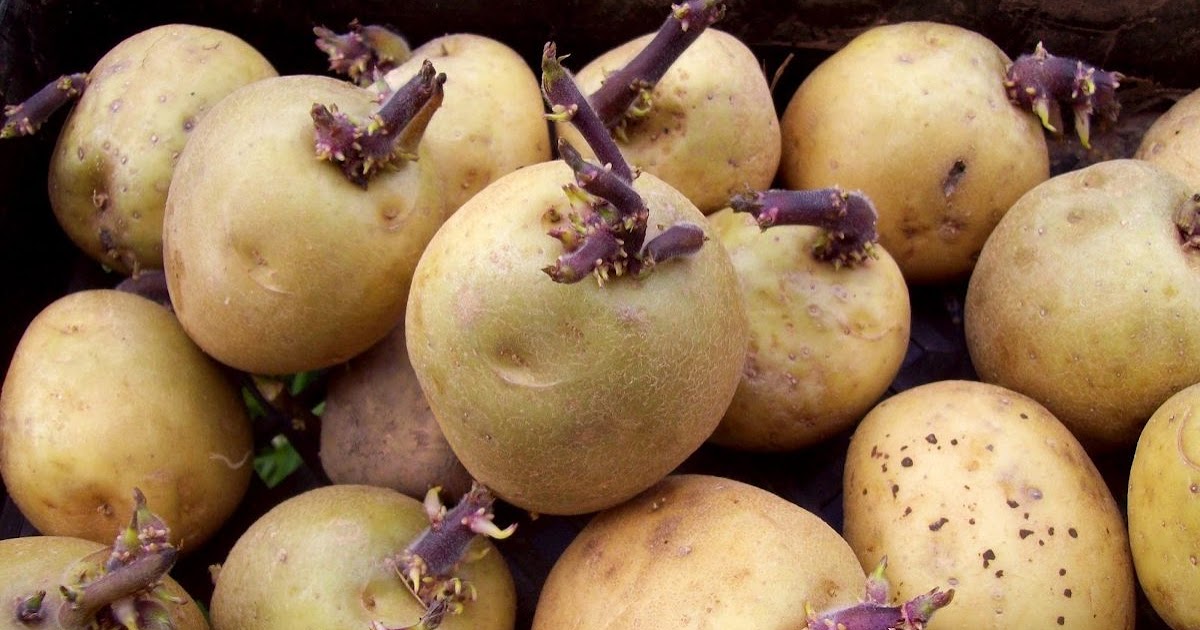 Fisiología y manejo de tubérculos-semillas de papa - AGROPPROD BIBLIOTECA