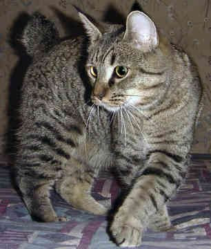 Pixie-Bob Cat Breed Images | Beautiful Cat Pictures