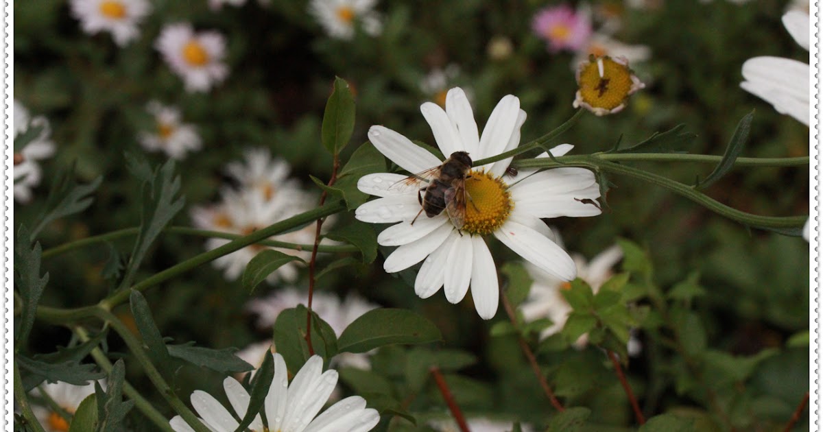 The Scriptures: Mark-05-01