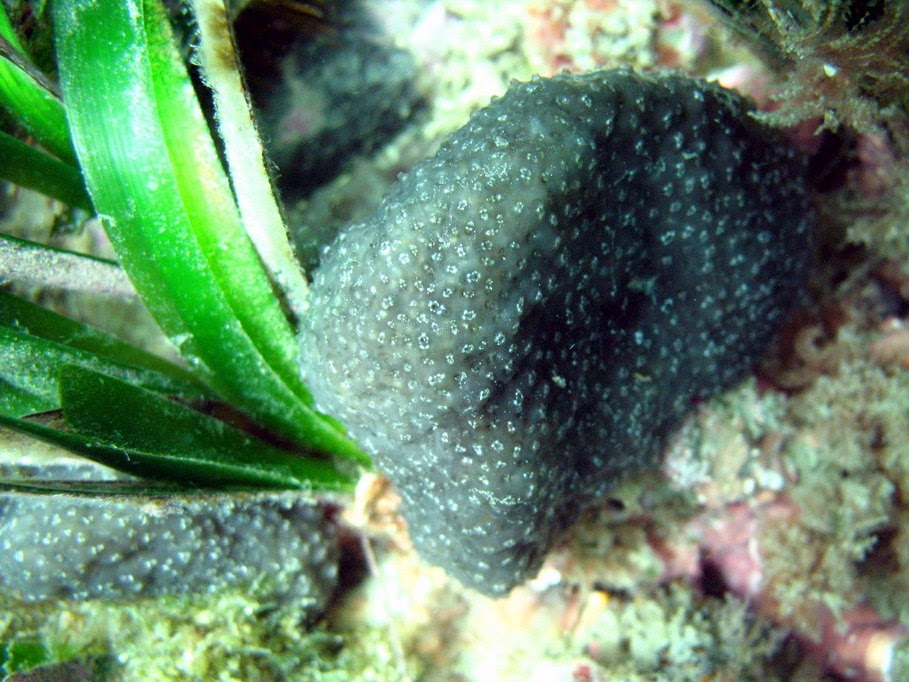 Taxonomía Chordata: Clase Ascidiacea