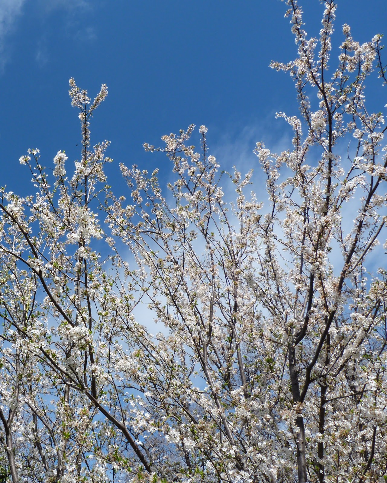 Deborah Lawrenson: The mirabelle tree