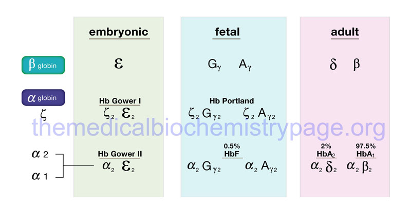 LABORATORIO DE ANÁLISIS CLÍNICO.: tipos de hemoglobinas principalmente ...