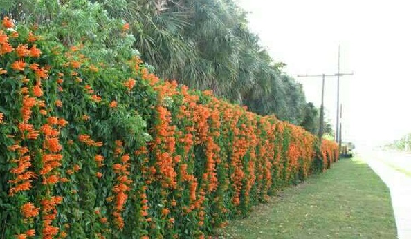 POHON / TANAMAN BUNGA RAMBAT