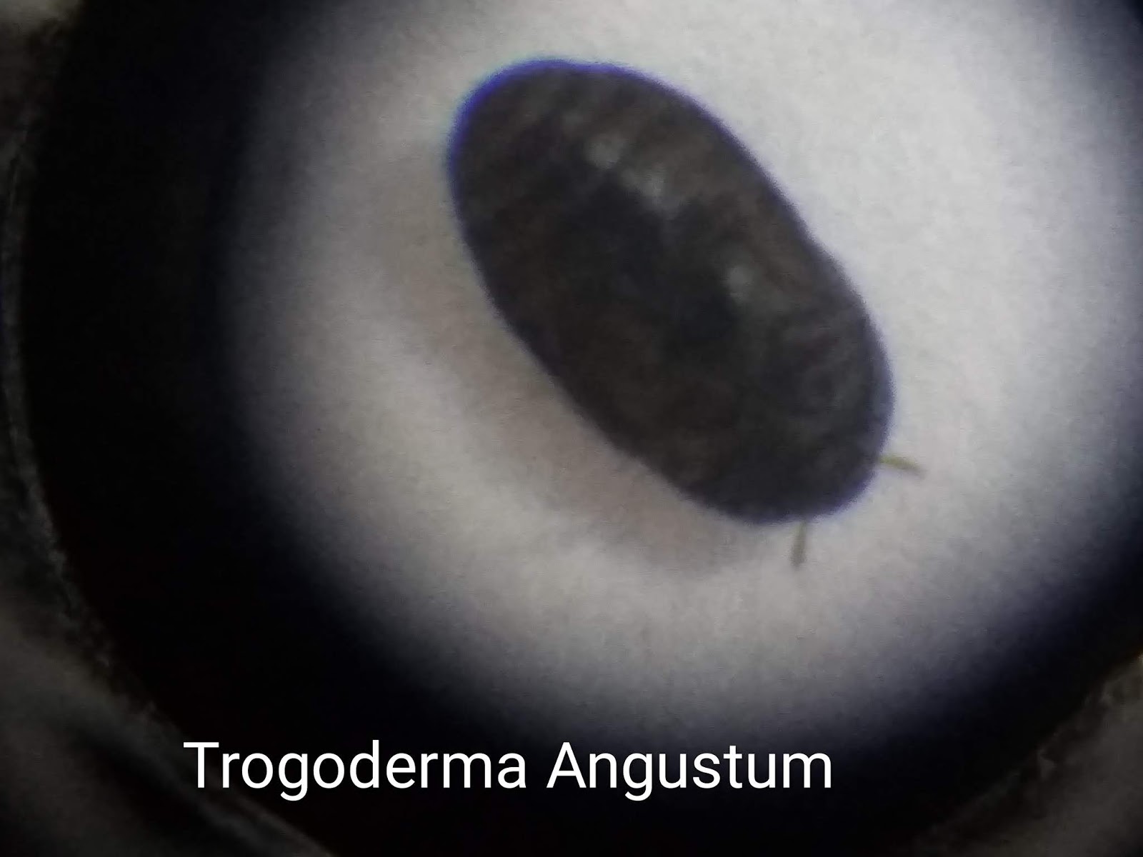 Aplicador de Biocidas.: 2018